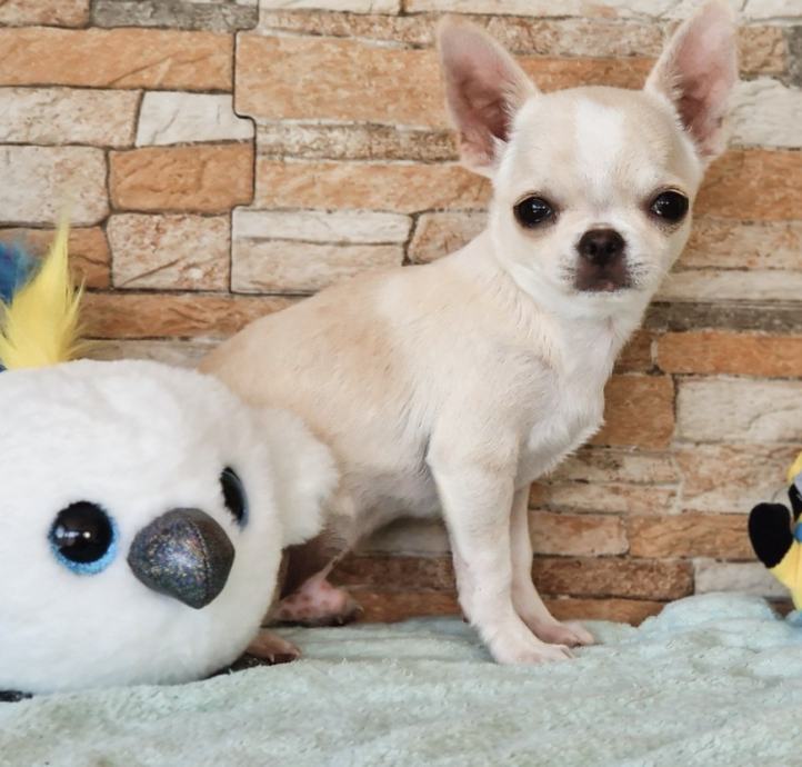 Čivava - chihuahua