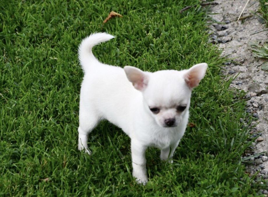 Čivava mladič mini