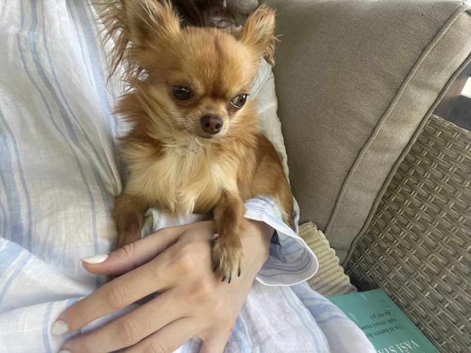 Čivava - chihuahua extra mini