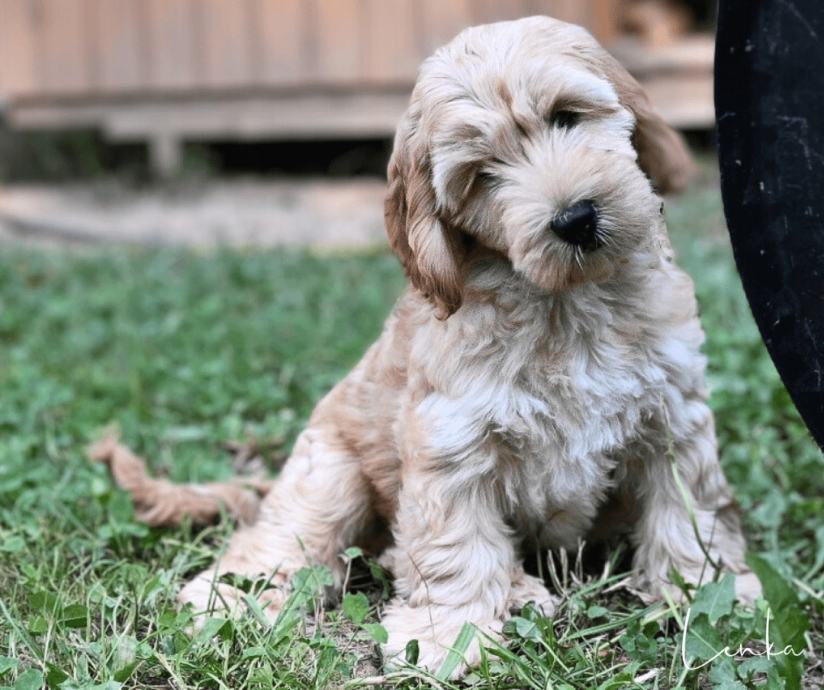 COCKAPOO MLADIČEK, ŠE EN FANTEK NA VOLJO