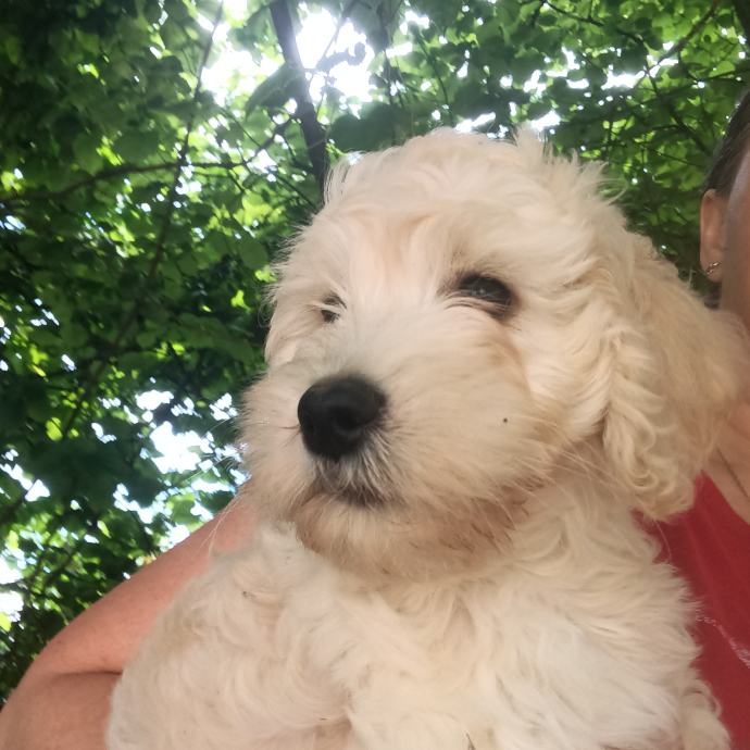 COCKAPOO MLADIĆKI F2b