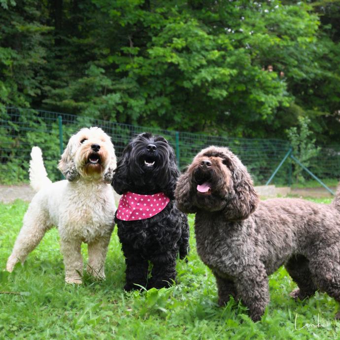 ČRNI COCKAPOO , COCKAPOO SLOVENIJA