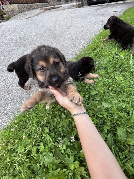 Črni nemški ovčarji, pregledani in čipirani