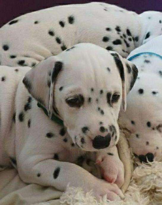 dalmatinec-dalmatinski pes