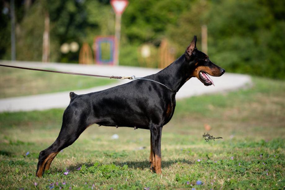 Doberman