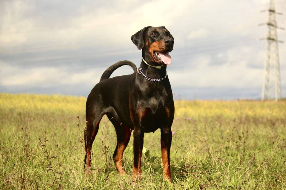 Dobermani