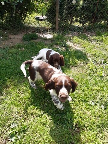 Engleski springer spanijel- samičke