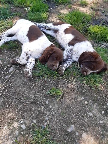 Engleski springer spanijel- samičke