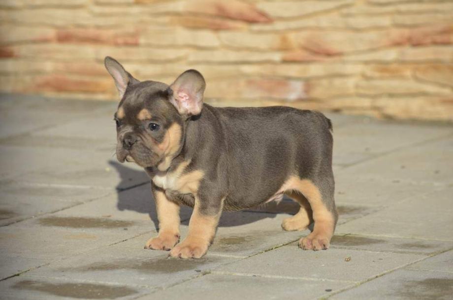 FRANCOSKI BULDOG LILAC MERLE TAN