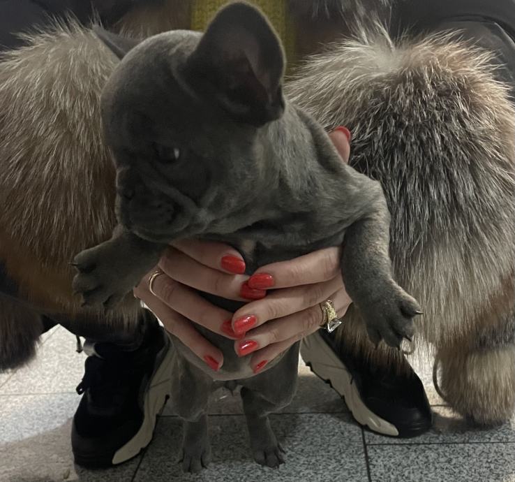 Francoski buldog mini