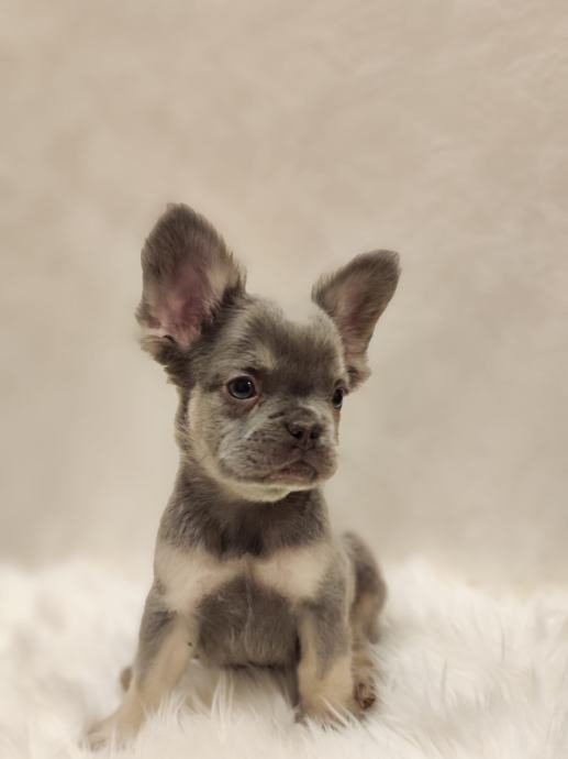 Francoski buldog lilac tan i plavi