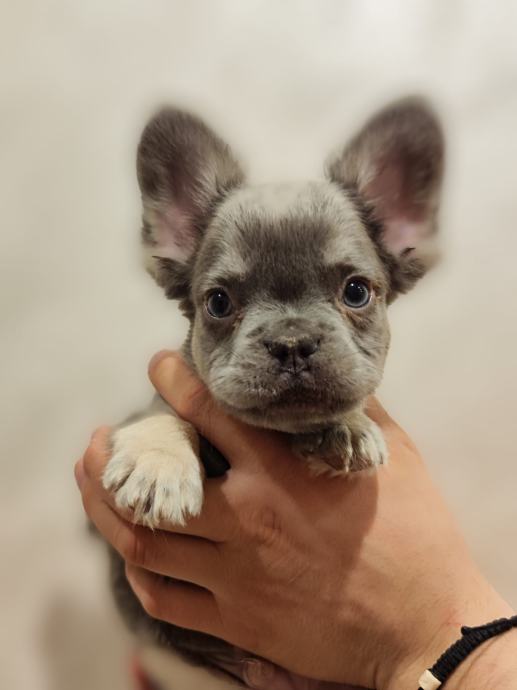 Francoski buldog lilac tan i plavi
