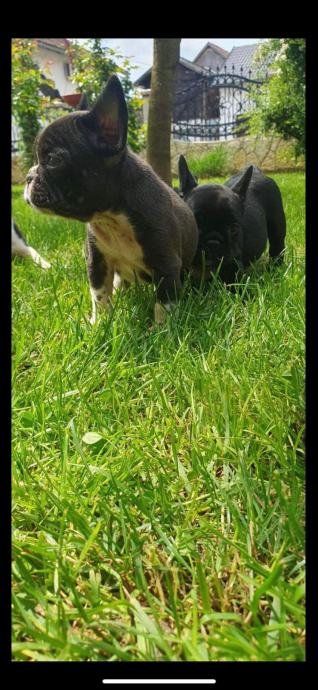 Francoski bulldog/pomeranci in razne vrste psov