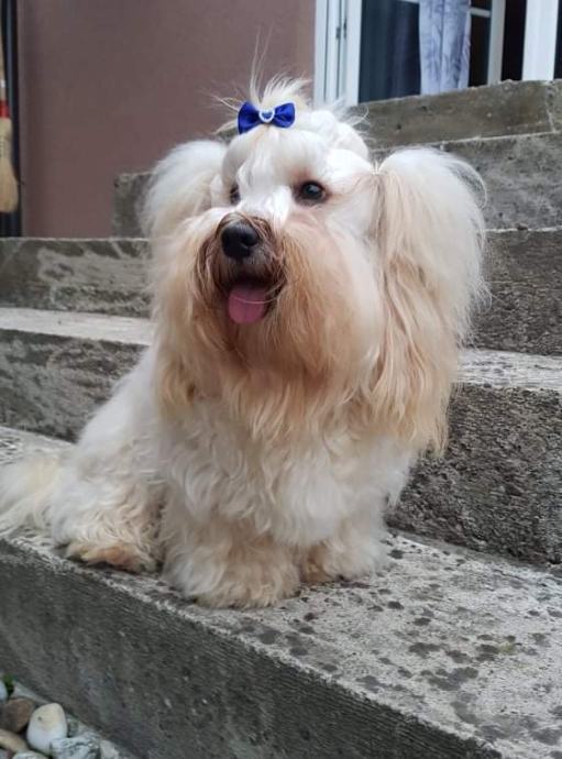 havanski bison, bichon havanese