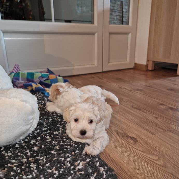havanski bison, bichon havanese