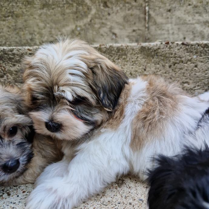havanski bison, bichon havanese