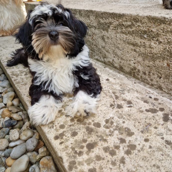 havanski bison, bichon havanese
