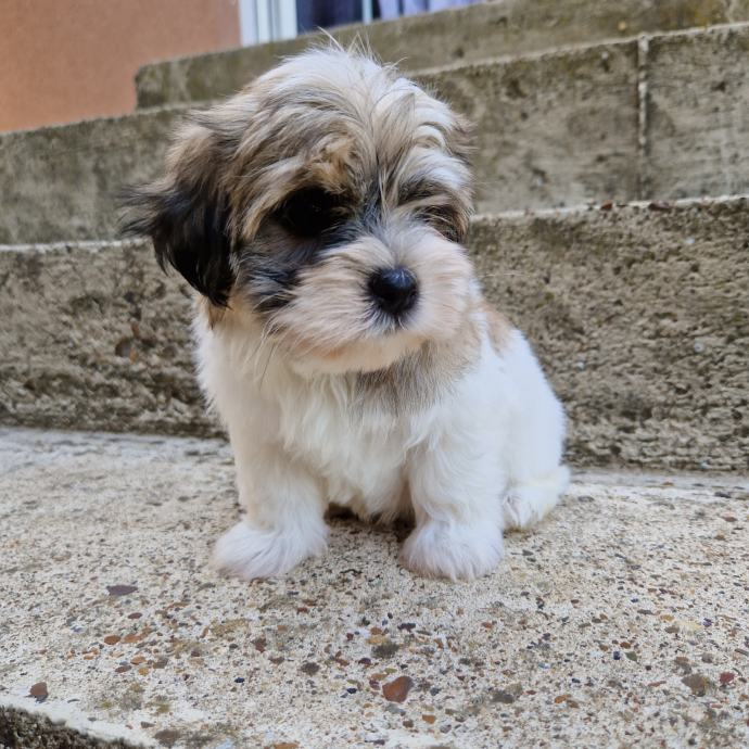 havanski bison, bichon havanese