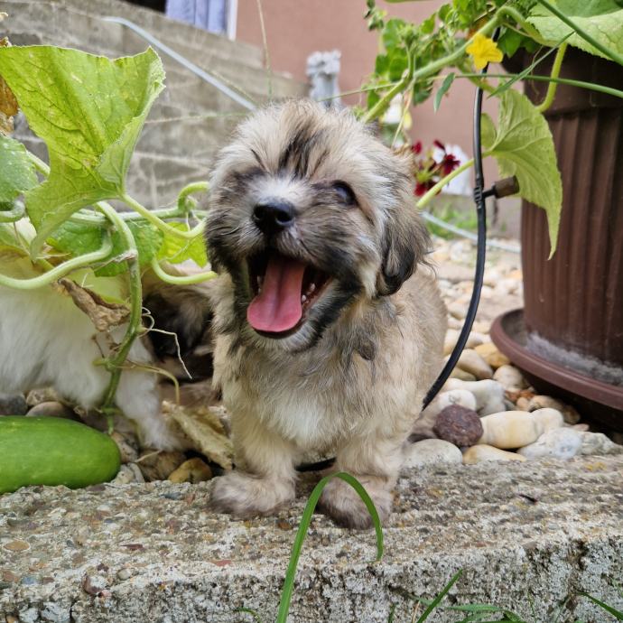 havanski bison, bichon havanese