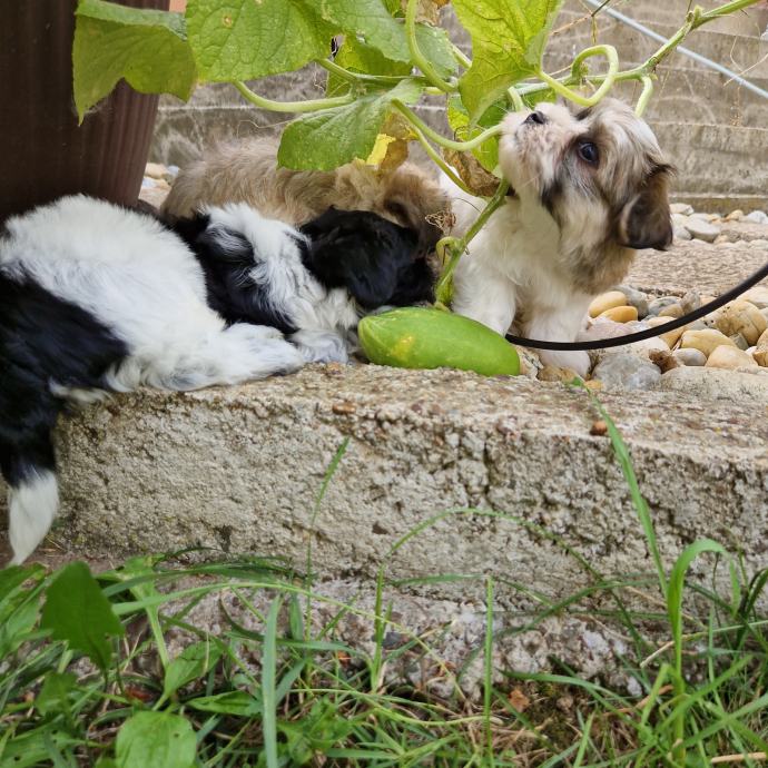 havanski bison, bichon havanese