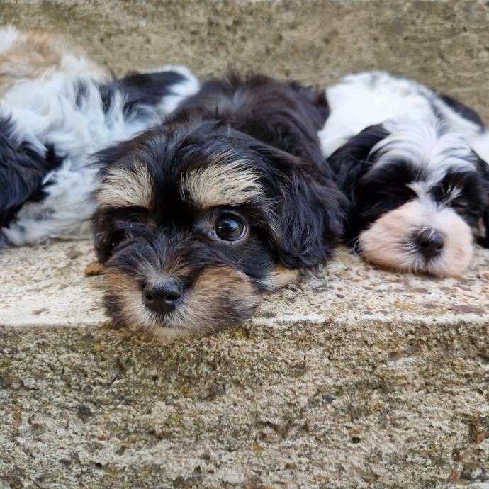 havanski bison, bichon havanese