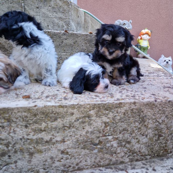 havanski bison, bichon havanese