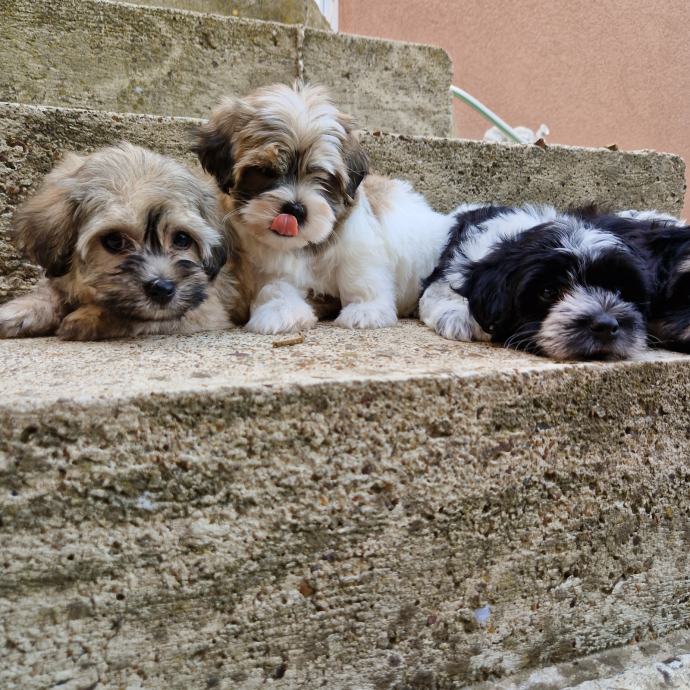 havanski bison, bichon havanese