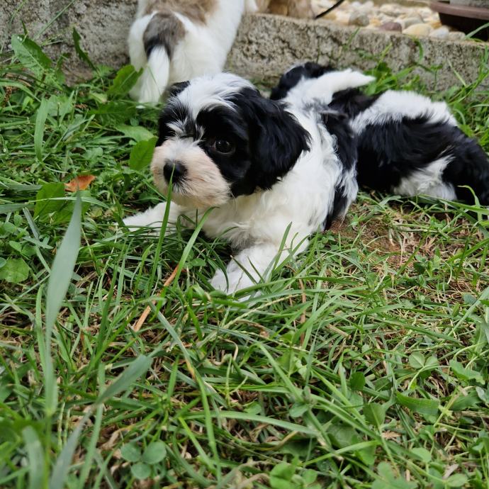 havanski bison, bichon havanese