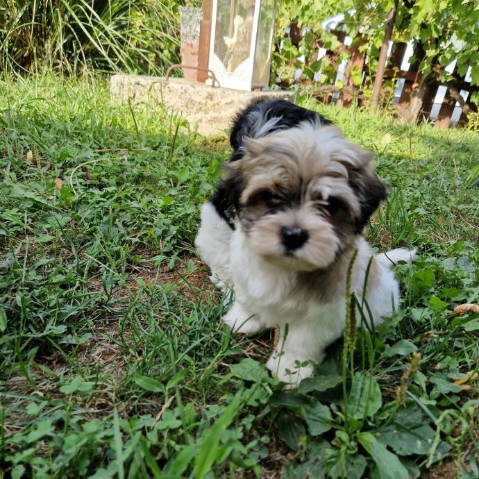 havanski bison, bichon havanese