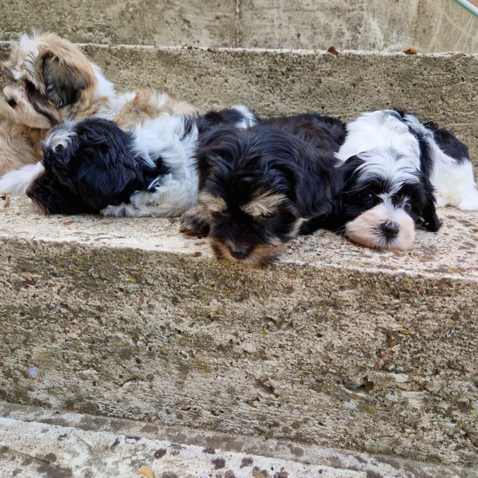 havanski bison, bichon havanese