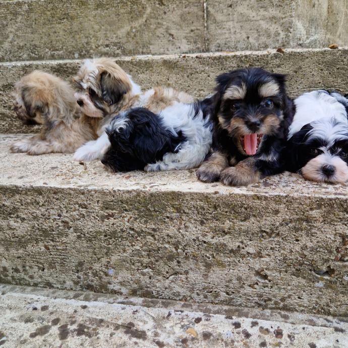 havanski bison, bichon havanese