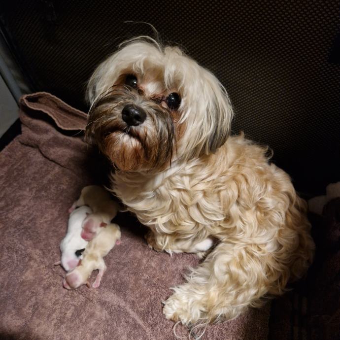 havanski bison, bichon havanese