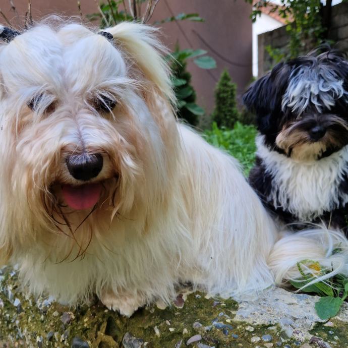 havanski bison, bichon havanese