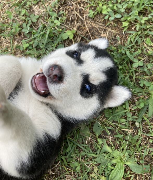 Husky mladički (haski kužki)