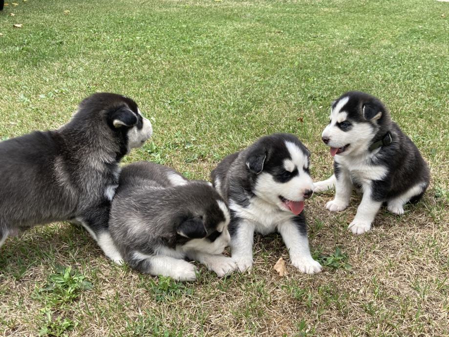 Husky mladički (haski kužki)