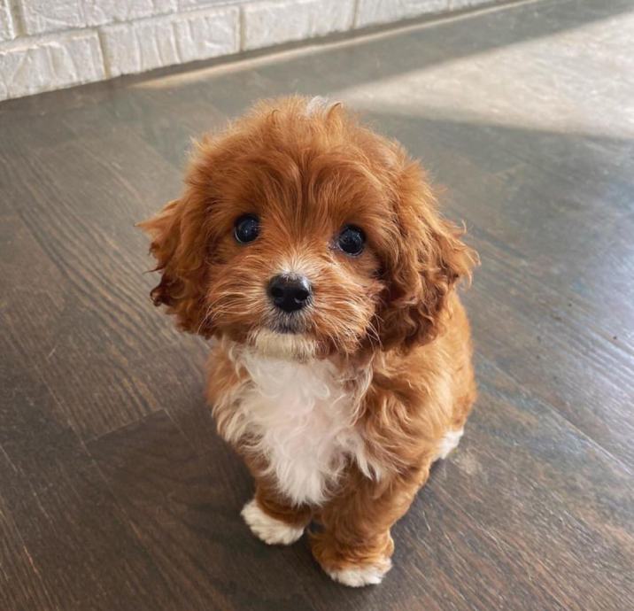 IŠČEM CAVAPOO, CAVOODLE mladička