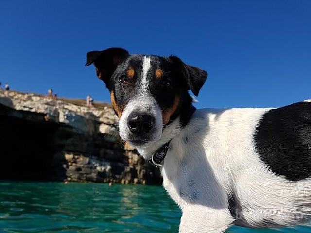 Jack Russell Terier, samček za naskok, parjenje, paritev