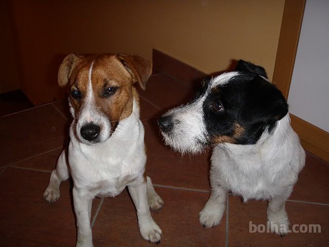 Jack Russell Terier, samček za naskok, parjenje, paritev