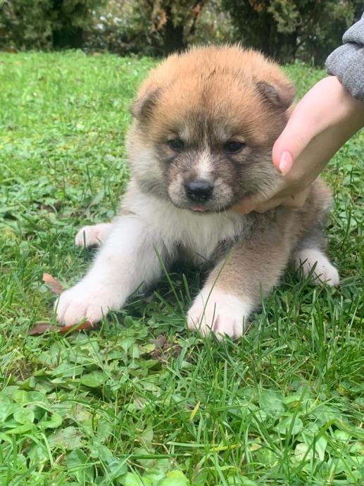 Japonska akita inu