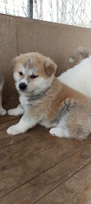 Japonski mladički Akite