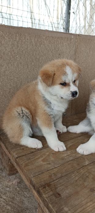 Japonski mladički Akite