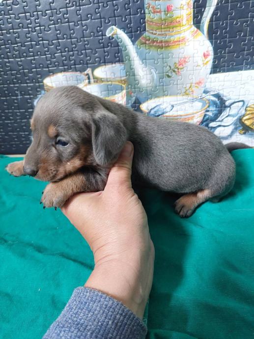 Jazavicari choco i blue merle stenci