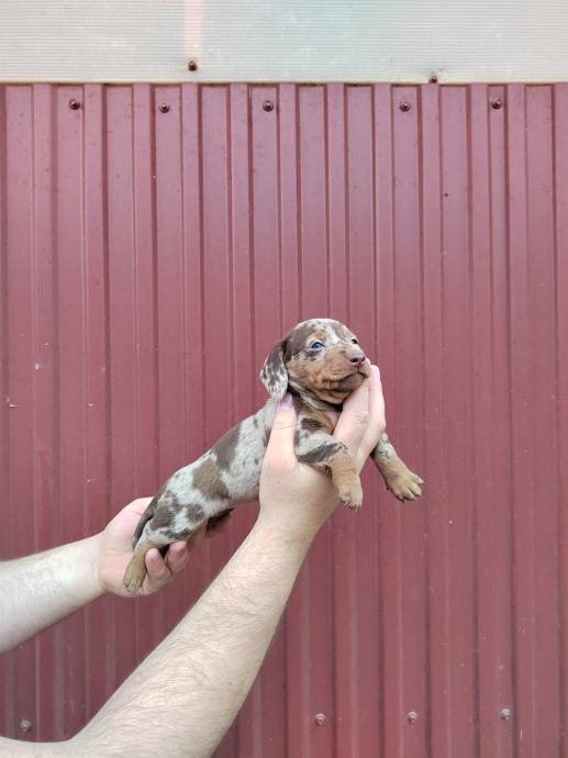 Jazavicari choco i blue merle stenci