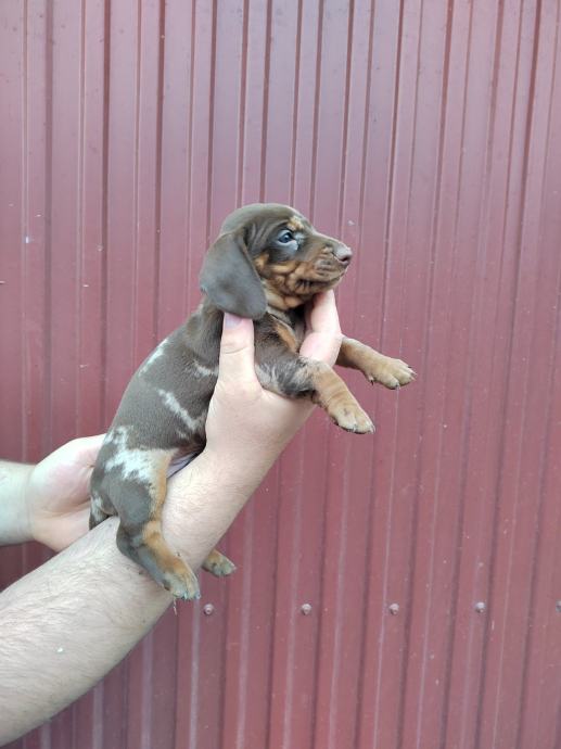 Jazavicari choco i blue merle stenci