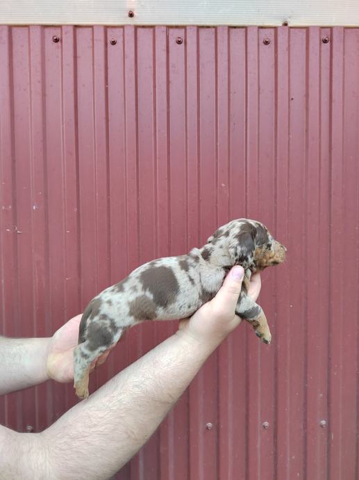 Jazavicari choco i blue merle stenci
