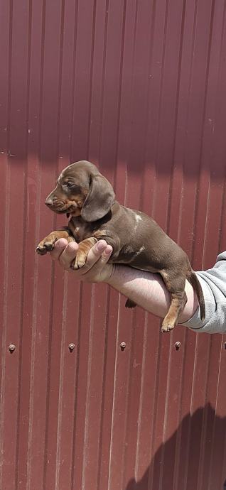Jazavicari choco i blue merle stenci