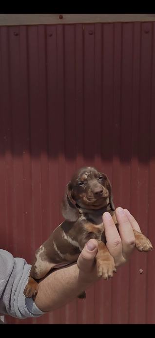 Jazavicari choco i blue merle stenci