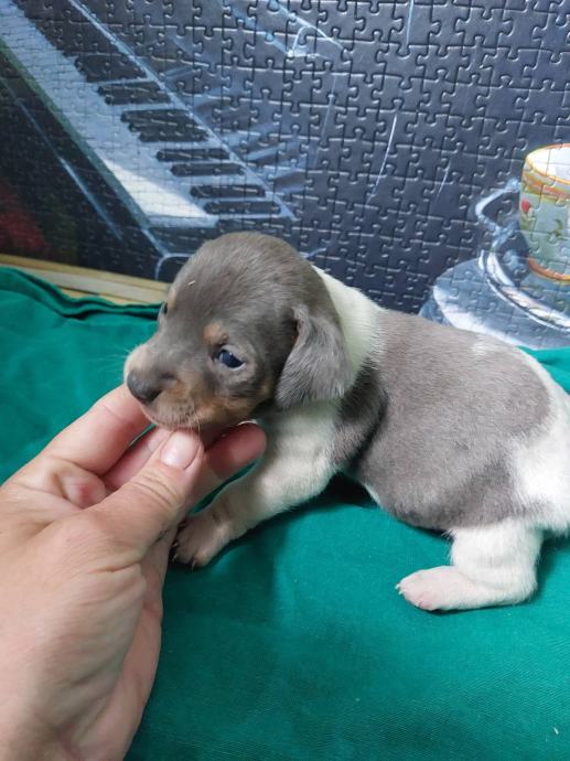 Jazavicari choco i blue merle stenci