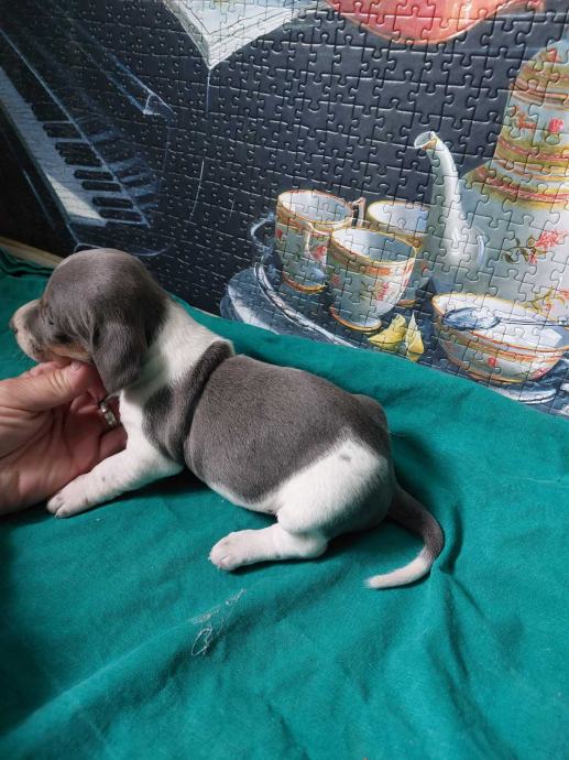 Jazavicari choco i blue merle stenci