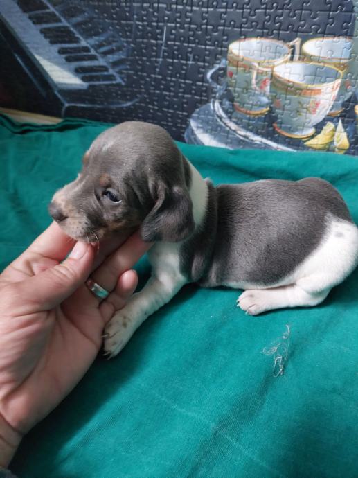 Jazavicari choco i blue merle stenci